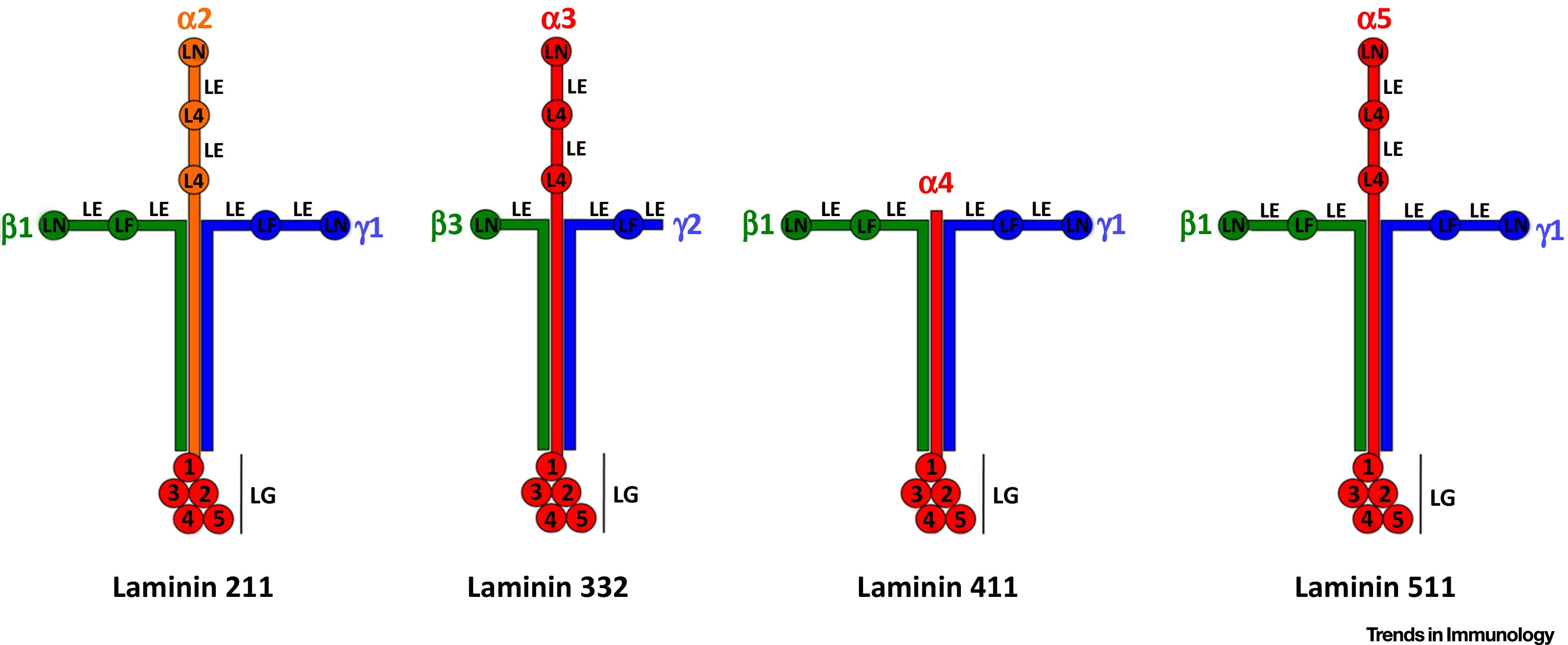 Définition | Laminine